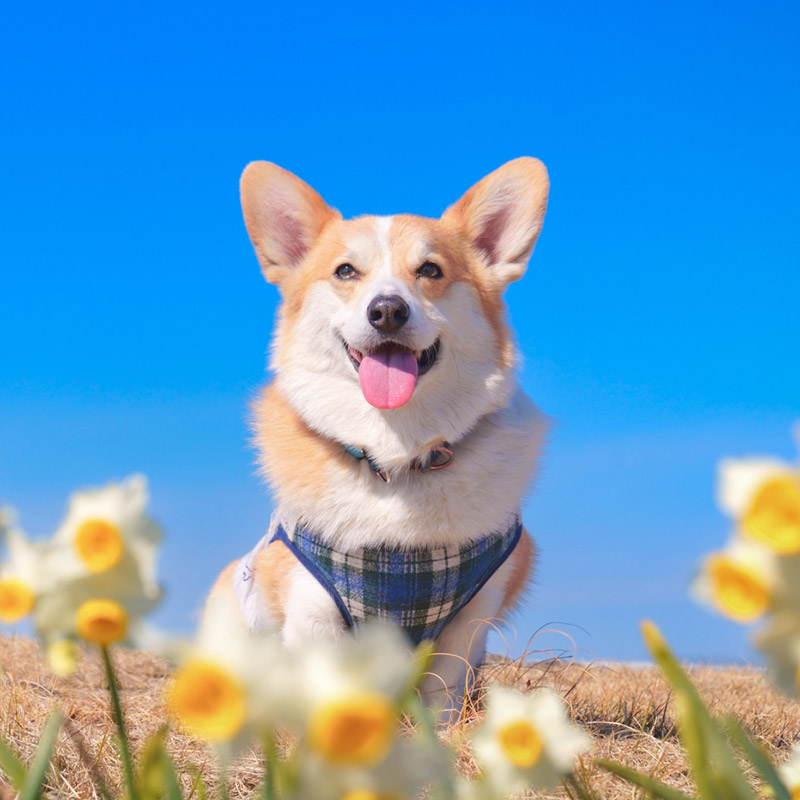 わんわん部隊 | サービス | Lightning × ExUnit 日本語デモ